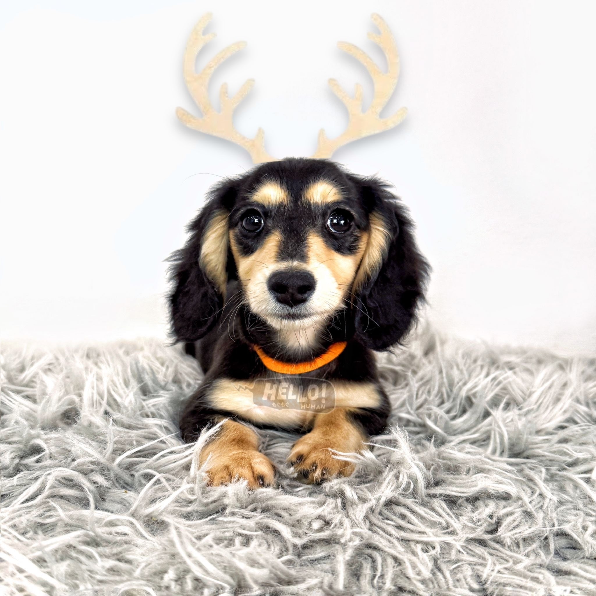 Kikuu Black & Cream Longhaired Miniature Dachshund (Female) – Hello Human Shop