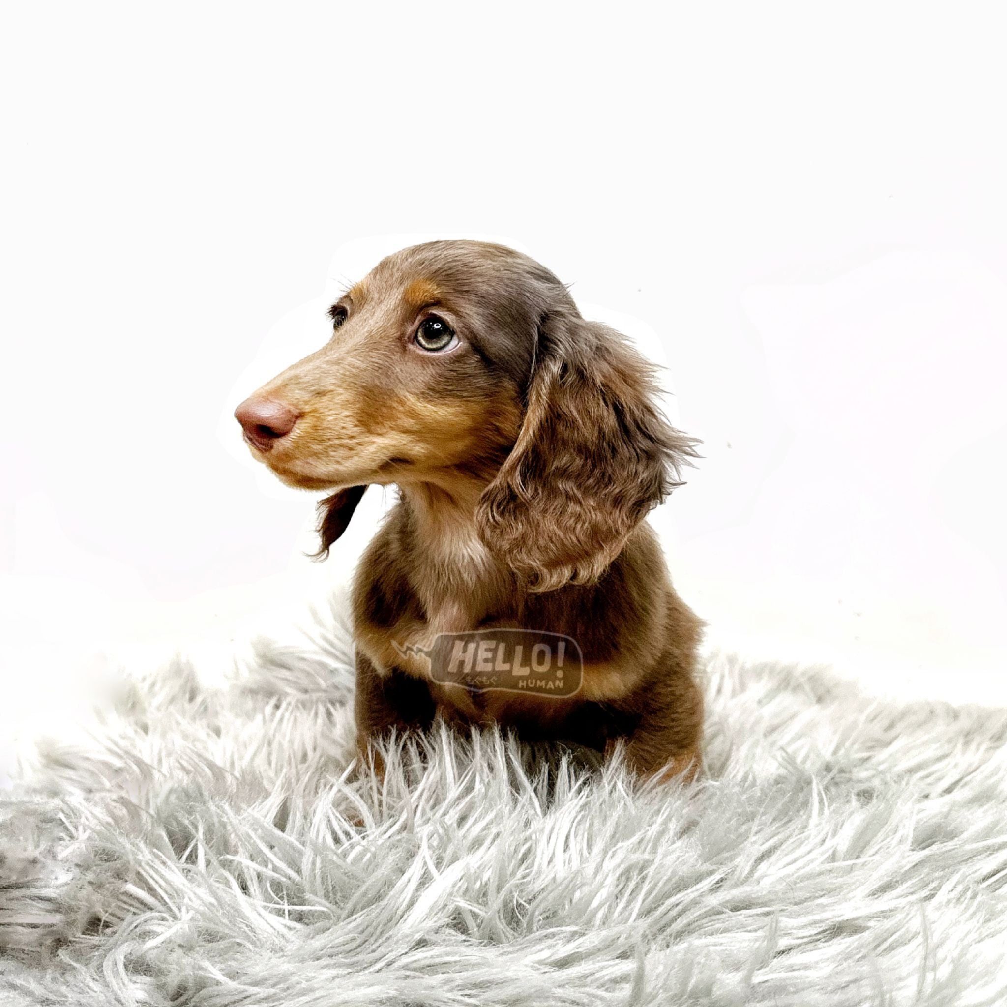 CHI CHI CHOCOLATE & TAN LONGHAIRED MINIATURE DACHSHUND (FEMALE) – Hello Human Shop