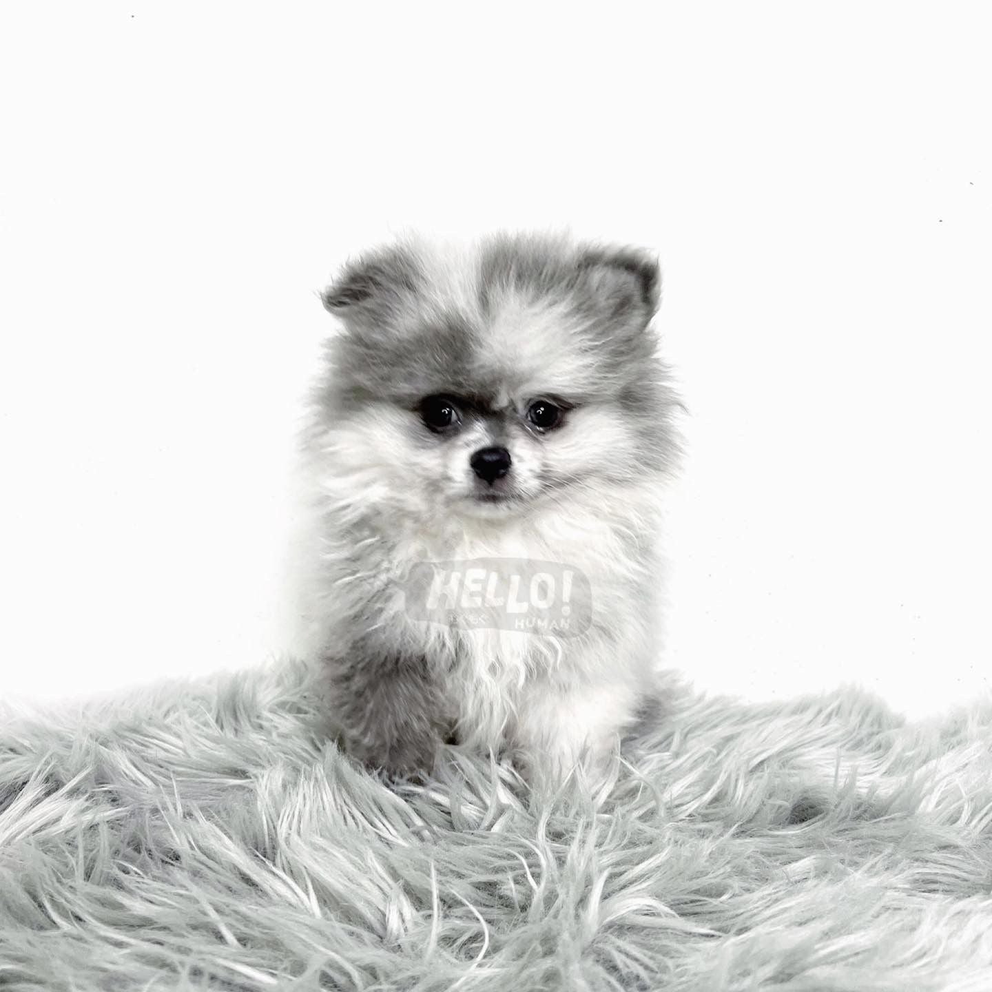 Hiroshi Blue Merle Mini Pomeranian (Male) – Hello Human Shop