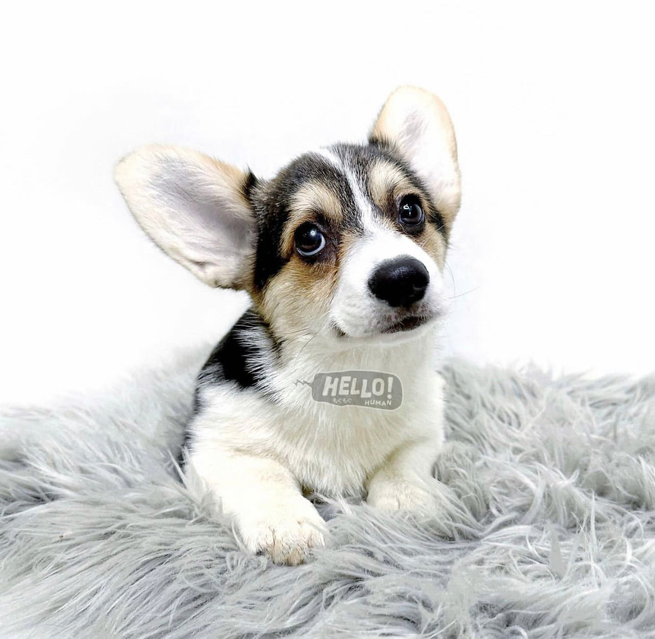 Lil Maki Tri-coloured Pembroke Welsh Corgi (Female) – Hello Human Shop