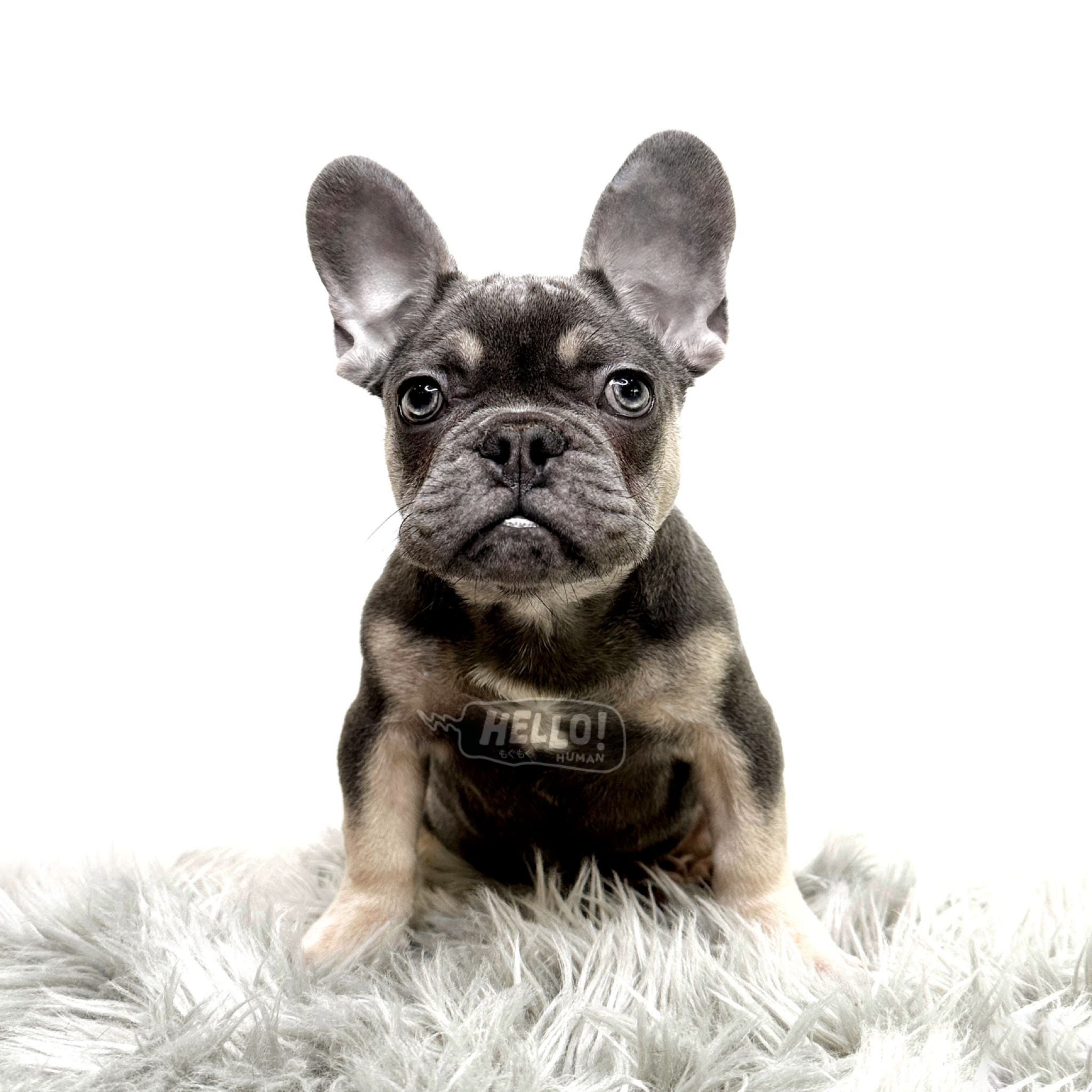 MR GOGO BLUE & TAN FRENCH BULLDOG (MALE) – Hello Human Shop
