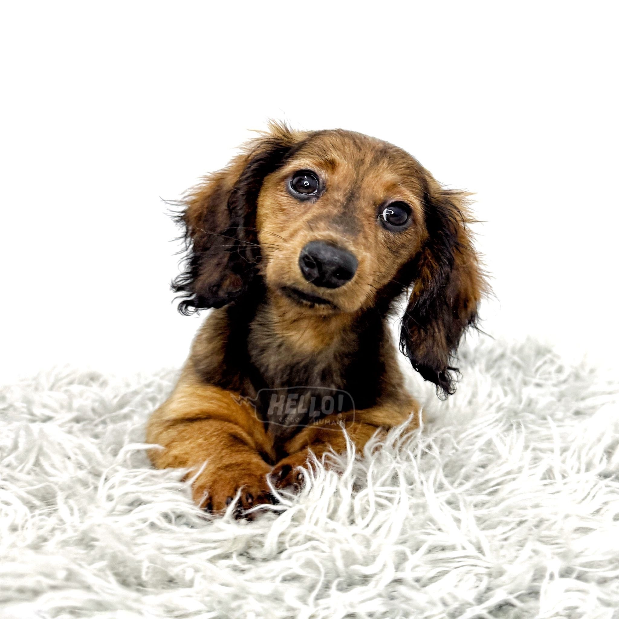 Valeri Shaded Red Longhaired Miniature Dachshund (Female) – Hello Human ...