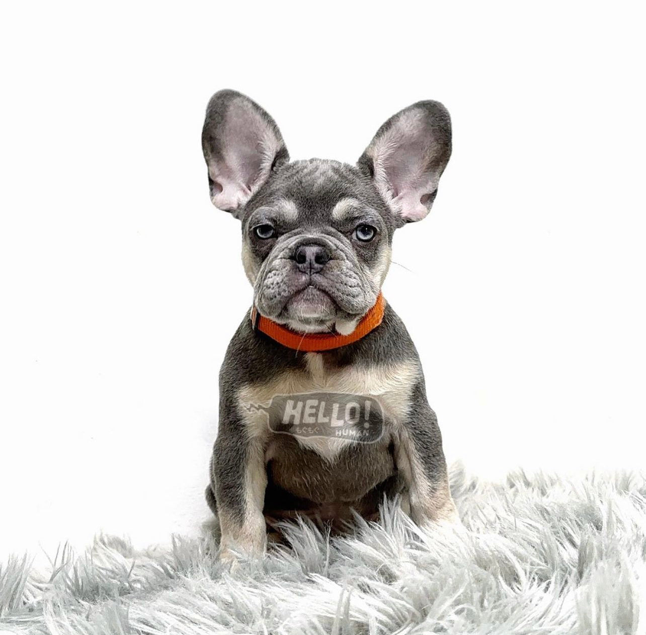Hunii Lilac & Tan French Bulldog (Female) – Hello Human Shop