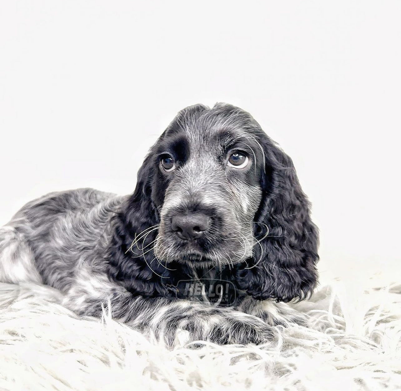 Vader Blue Roan English Cocker Spaniel (Male) – Hello Human Shop