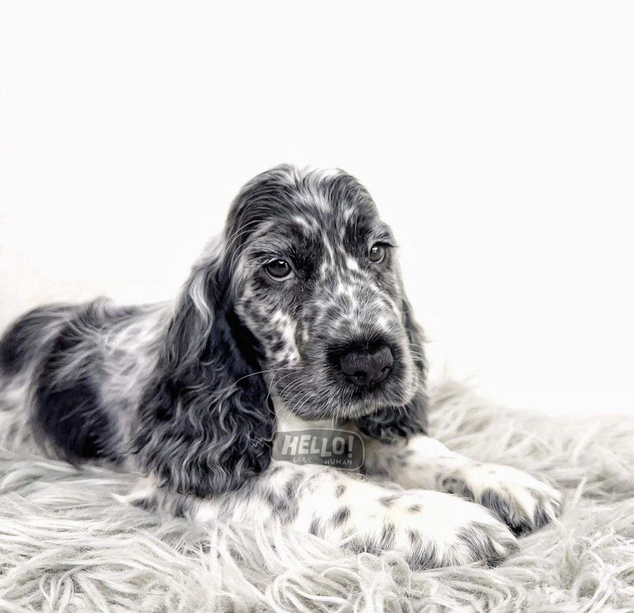 Feta Blue Roan English Cocker Spaniel (Male) – Hello Human Shop