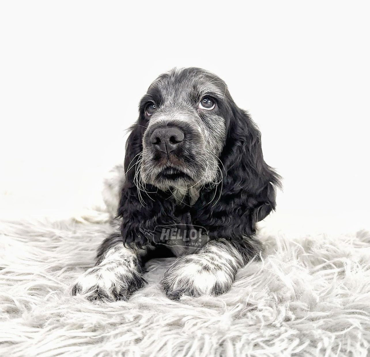 Ramsey Blue Roan English Cocker Spaniel (Male) – Hello Human Shop