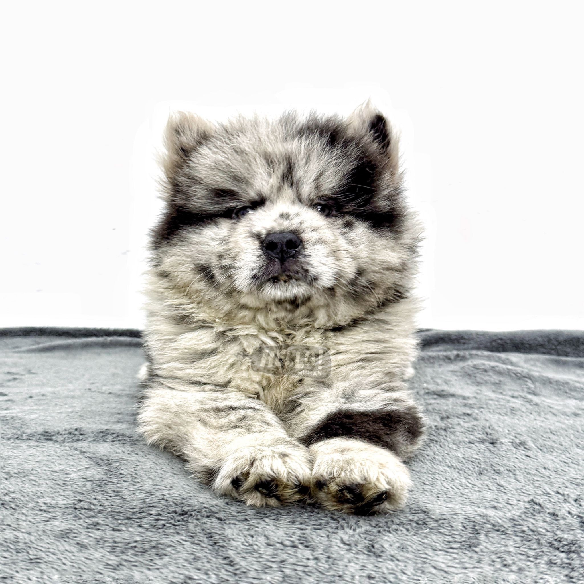 Jiuno Blue Merle Chow Chow (Female) – Hello Human Shop