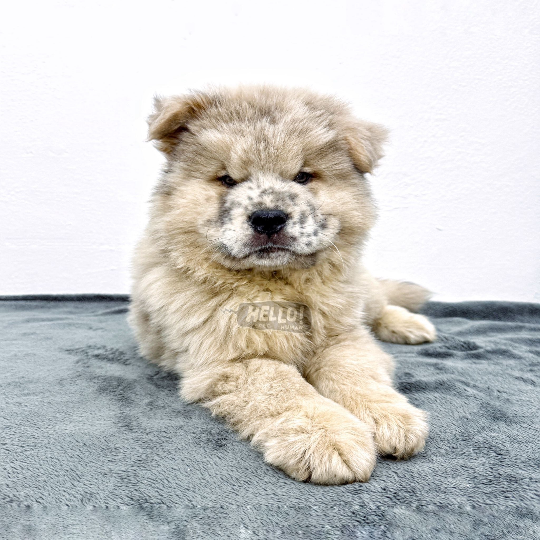 Mr Snow Lilac Merle Chow Chow (Male) – Hello Human Shop
