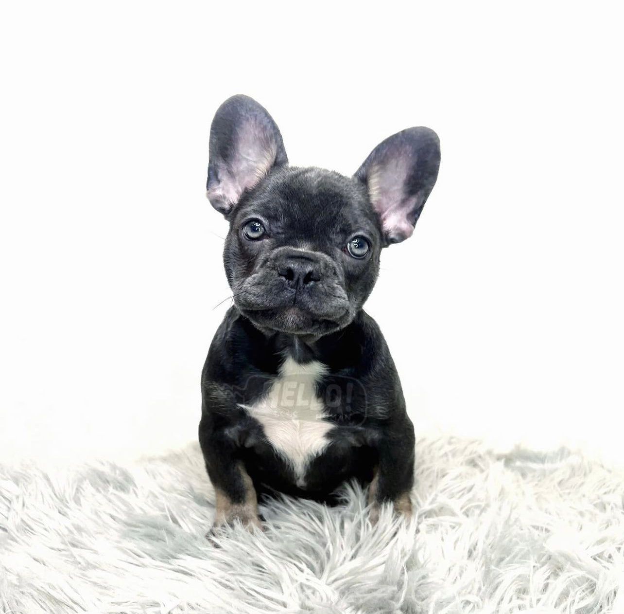 HORUS BLUE & TAN FRENCH BULLDOG (MALE) – Hello Human Shop